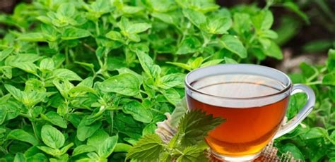 PARA QUE SERVE CHÁ DE ÓREGANO Conheça os benefícios da bebida que pode