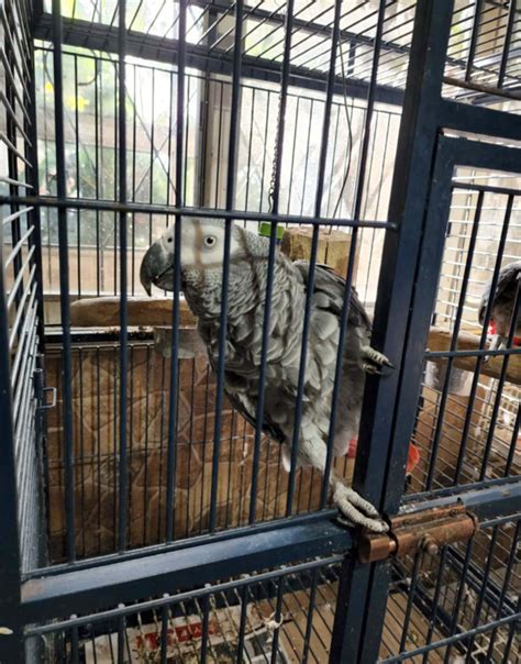Clausuraron Un Criadero Ilegal De Aves Y Rescataron 24 Ejemplares De