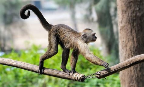 The Story Of How And When Humans Lost Their Tails