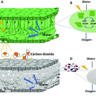 Diagram Showing Natural Photosynthesis And Artificial Photosynthesis At Download Scientific