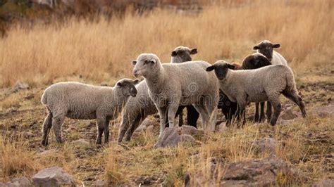 A Small Flock Of Sheep Stands In A Rocky Meadow Of Winter Brown Grass