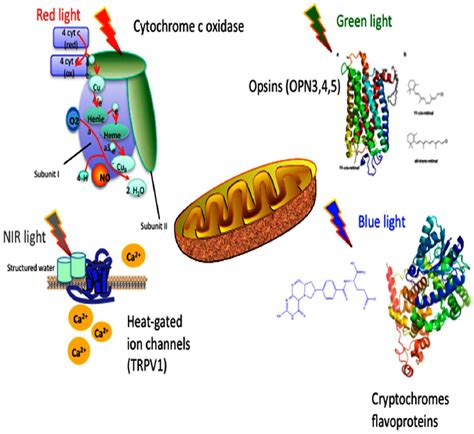 Proposed Chromophores For Pbm That Can Absorb Different Wavelengths Of