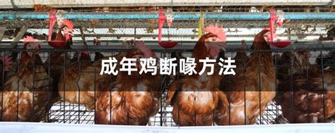 成年鸡断喙方法 如意谷