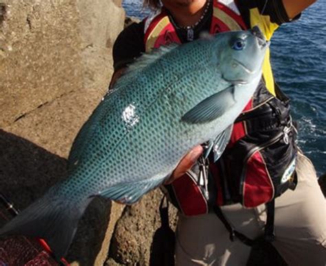 フカセ釣りってどんな釣り方なの？初心者におすすめのウキフカセ釣りタックルを公開