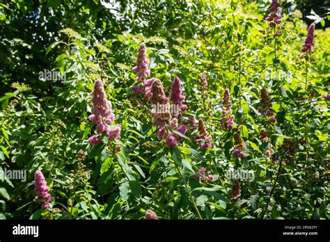 Pink Flower Spike Of Rose Spirea Spiraea Douglasii Also Known As Western Spirea And