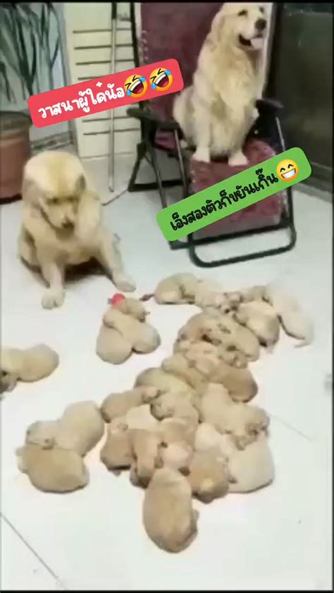 กินเยอะ ๆนะนุดจะได้ไล่จับให้ทัน😂😂 น้องแมว น้องหนู คลิปตลก คลิปฮาฮา