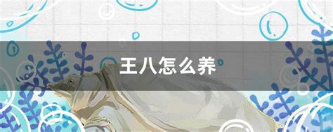 王八怎么养 鱼百科