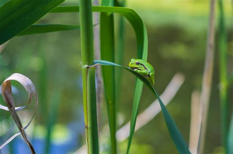 Hyla Arborea 줄기에 녹색 나무 개구리 배경은 녹색입니다 사진에는 멋진 보케가 있습니다 와일드 사진 개구리에 대한 스톡