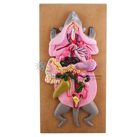 Bird Dissection Pigeon Model Manufacturer Supplier And Exporter