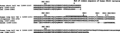 Multiple Species Alignment Of The Cd163 Cytoplasmic Domains Alignment