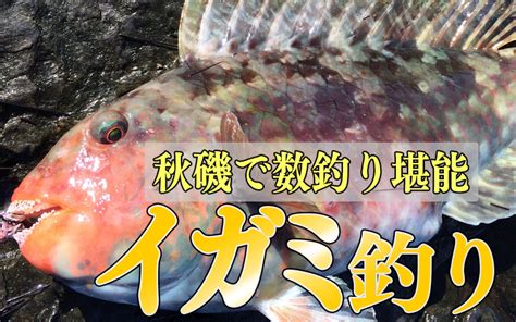 南紀和歌山では、秋の磯釣りはイガミ（ブダイ）釣りからスタート！ 釣太郎ホームページ