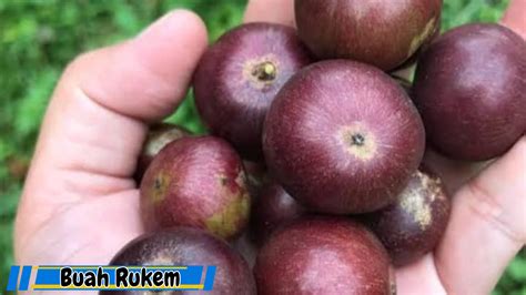 10 Manfaat Buah Rukem Yang Perlu Anda Ketahui Accumini