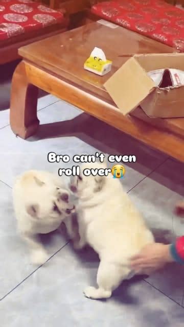 Freaky Pibble Pibblegmail • Instagram Photos And Videos