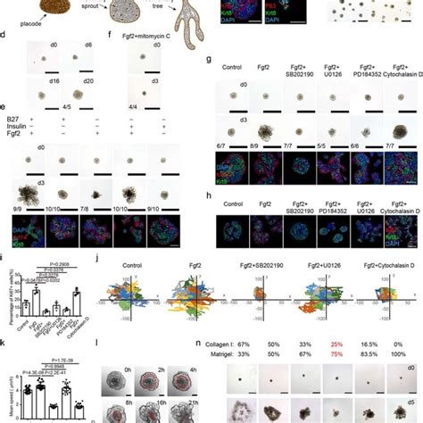 Optimization Of Culture Conditions For Murine Mammary Gland Organoid A