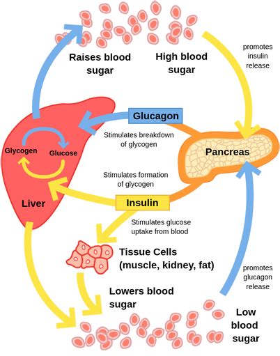 Vai Trò Insulin Và Glucagon Trong điều Hoà đường Huyết