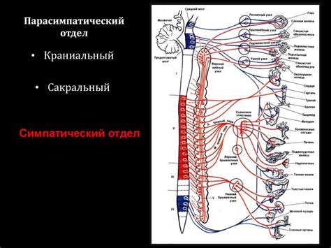 Автономная нервная система вегетативная висцеральная Парасимпатический отдел Online