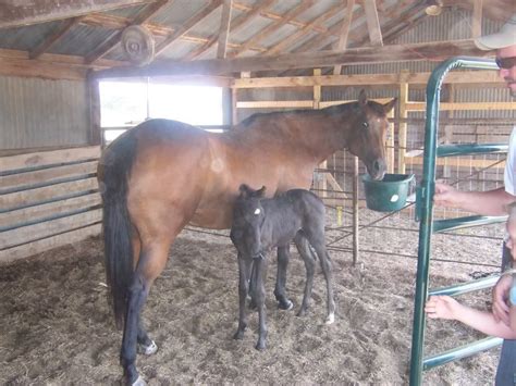 Mare In Heat Videos Photobucket
