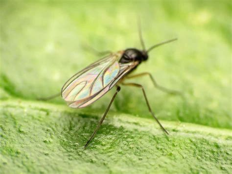 The 14 Most Annoying Insects Ranked