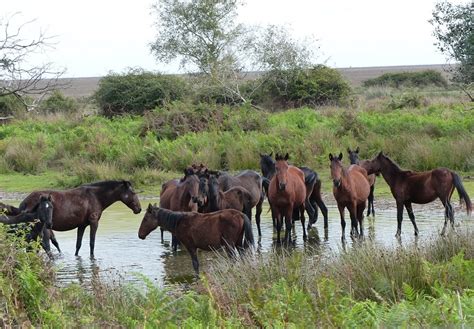 How Do Horses Help The Environment At Darcy Ryan Blog