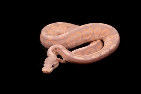Banana Ball Boa