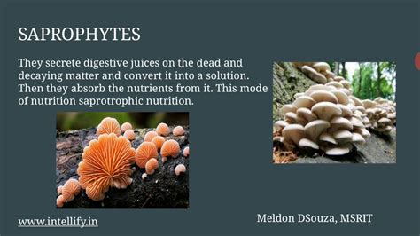 Cbse Class 7th Science Chapter 1 Nutrition In Plants Lecture 3