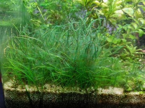 Is This Blue Green Algae Cyanobacteria R Aquariums