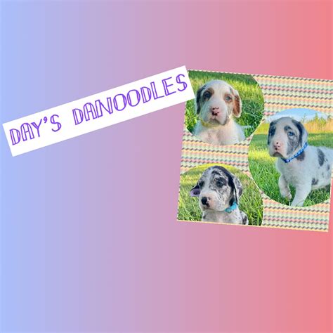 In Memory Of Tyler In Memory Of Tyler Hayden Cassidy