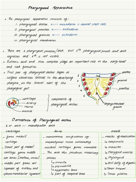 Development Of Pharyngeal Arches Pdf