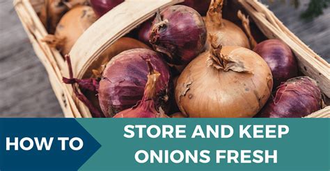How To Store Onions And Keep Them Fresh How To Store Onions Onion