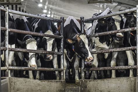 Factory Farming: What Is It & What Foods Are Factory Farmed? | VFC