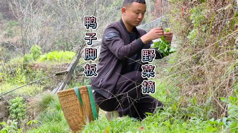 春天到处都是野菜，摘了点鸭子脚板炒肉，超级香。我的乡村生活 农村生活 生活的烟火气息 记录真实生活 乡村气息 Youtube