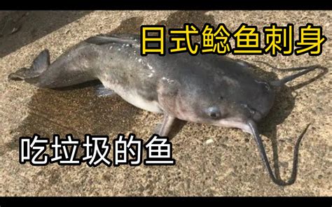 日 本 鲶 鱼 刺 身 冥界美食家 冥界美食家 哔哩哔哩视频