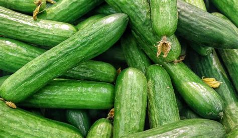 إنتاج الخيار في البيوت المحمية آراد برندینک