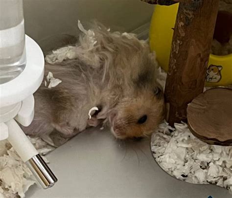 2 Years Old Hamster Sleeping With Eyes Open Isnt It Creepy Freaking Me Out Do Your Senior