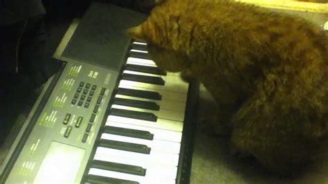 Котик играет на пианино :3 - YouTube