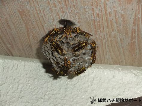 東京都 の 中野区 でアシナガバチの巣を駆除した時の様子です。戸建住宅の玄関前の軒下部分にキアシナガバチの巣ができていました。