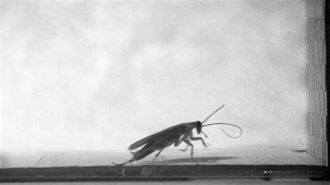 Crush Cockroach Telegraph