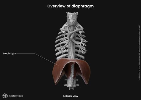 Diaphragm Anatomyapp