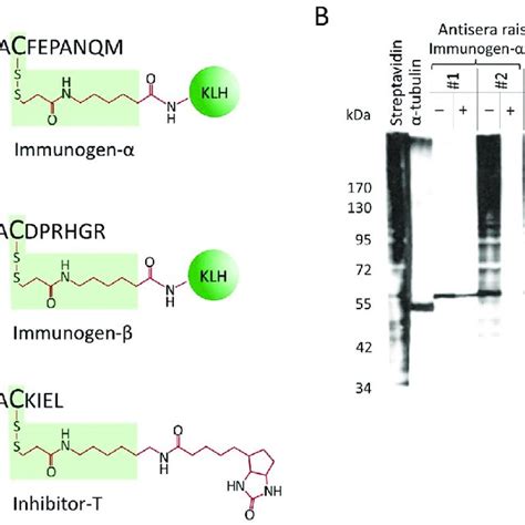 A 3d Structure Of The αβ Tubulin Heterodimer 20 Positions Of