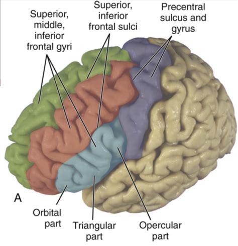 19 Cerebrum Flashcards Quizlet