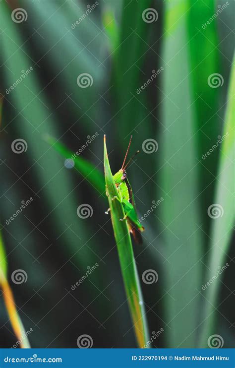 Beautiful Grasshopper On The Grass On A Blurred Background Grasshopper