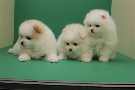 گالری عکس پامرانین خرسی فروشگاه اینترنتی پامر گروپ پامرانین