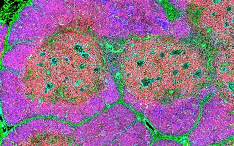 Stemness Regeneration And Immunity From Development To Therapy Dr