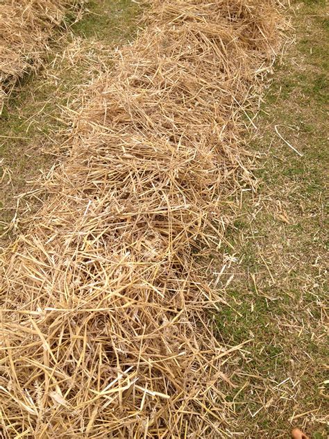 Planter Des Pommes De Terre Sous Paille Plusieurs Techniques à Lessai