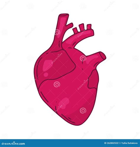 Heart Vector Design Realistic Anatomy Pictures Human Body Internal