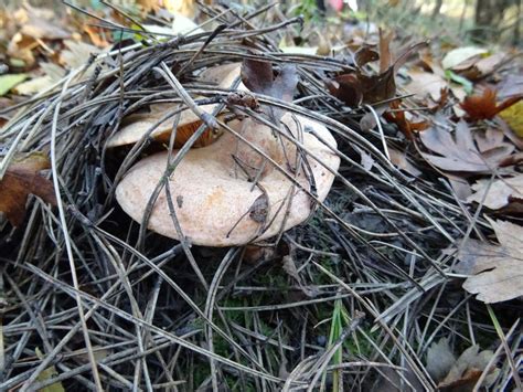Setas Recolectadas En El Bosque En Condiciones Naturales Foto De