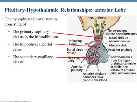 Anatomy Summary Hormones Ppt Video Online Download