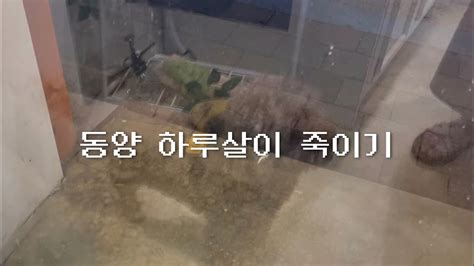 극혐 팅커벨 동양하루살이 퇴치법 조명 에프킬라 등 Xxx Youtube
