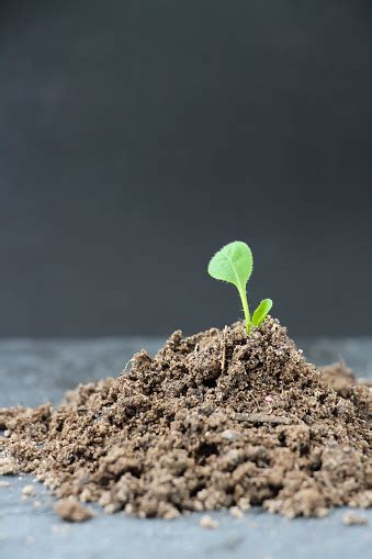 토양에서 자라는 식물 깨지기 쉬운 녹색 새싹은 검은 배경에 땅을 통해 휴식 씨앗 발아 0명에 대한 스톡 사진 및 기타 이미지