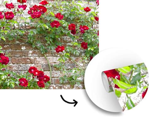 Behang Fotobehang Klimplant Met Rode Bloemen Op Een Stenen Muur